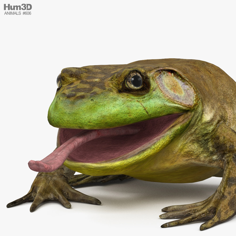 Bullfrog 3D 모델 - 다운로드 양서류 on 3DModels.org