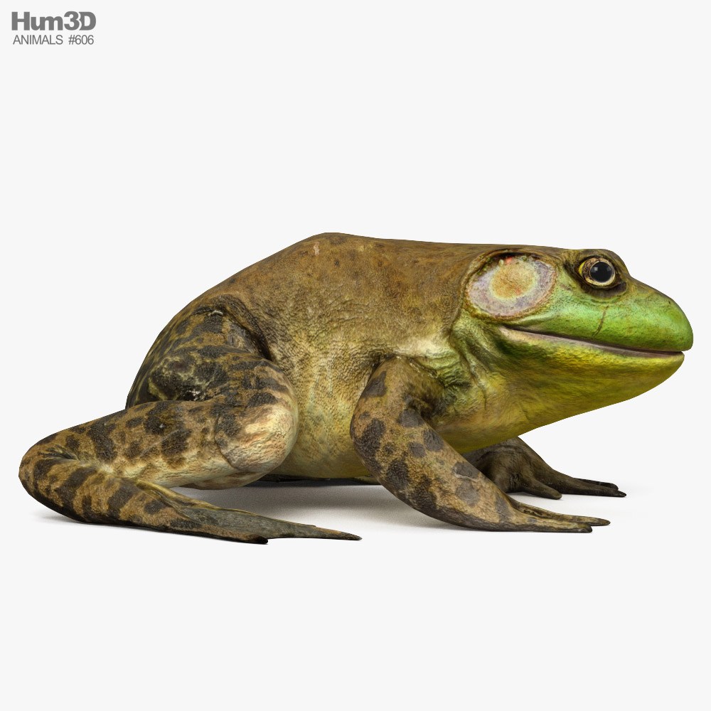 Bullfrog 3D model - Download Amphibians on 3DModels.org