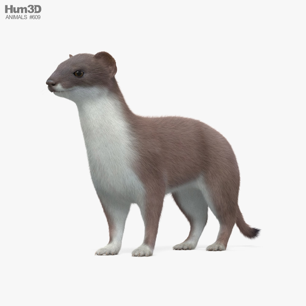 Animated Stoat 3D model - Download Mammals on 3DModels.org