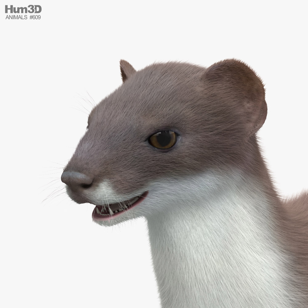 Animado Armiño Modelo 3D - Descargar Mammalia on 3DModels.org