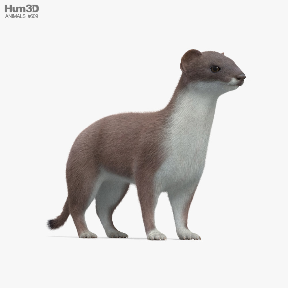 Animado Armiño Modelo 3D - Descargar Mammalia on 3DModels.org