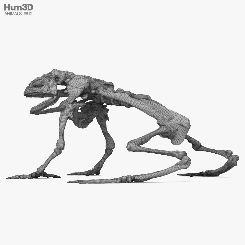 Frog Skeleton 3D model - Download Amphibians on 3DModels.org