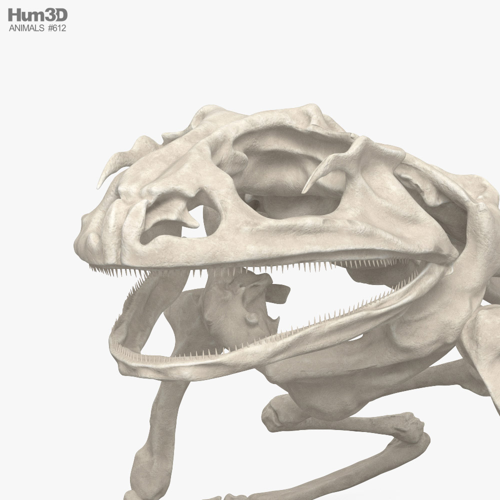 Esqueleto de Rana Modelo 3D - Descargar Amphibia activado 3DModels.org