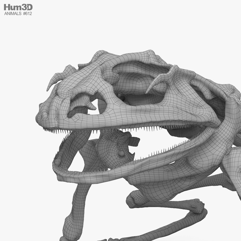 Esqueleto de Rana Modelo 3D - Descargar Amphibia activado 3DModels.org