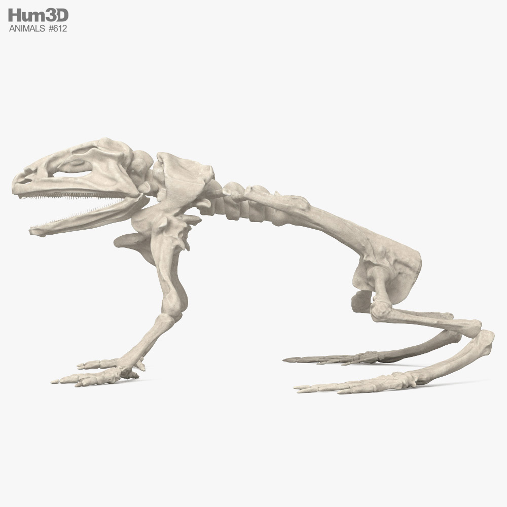 Esqueleto de Rana Modelo 3D - Descargar Amphibia activado 3DModels.org