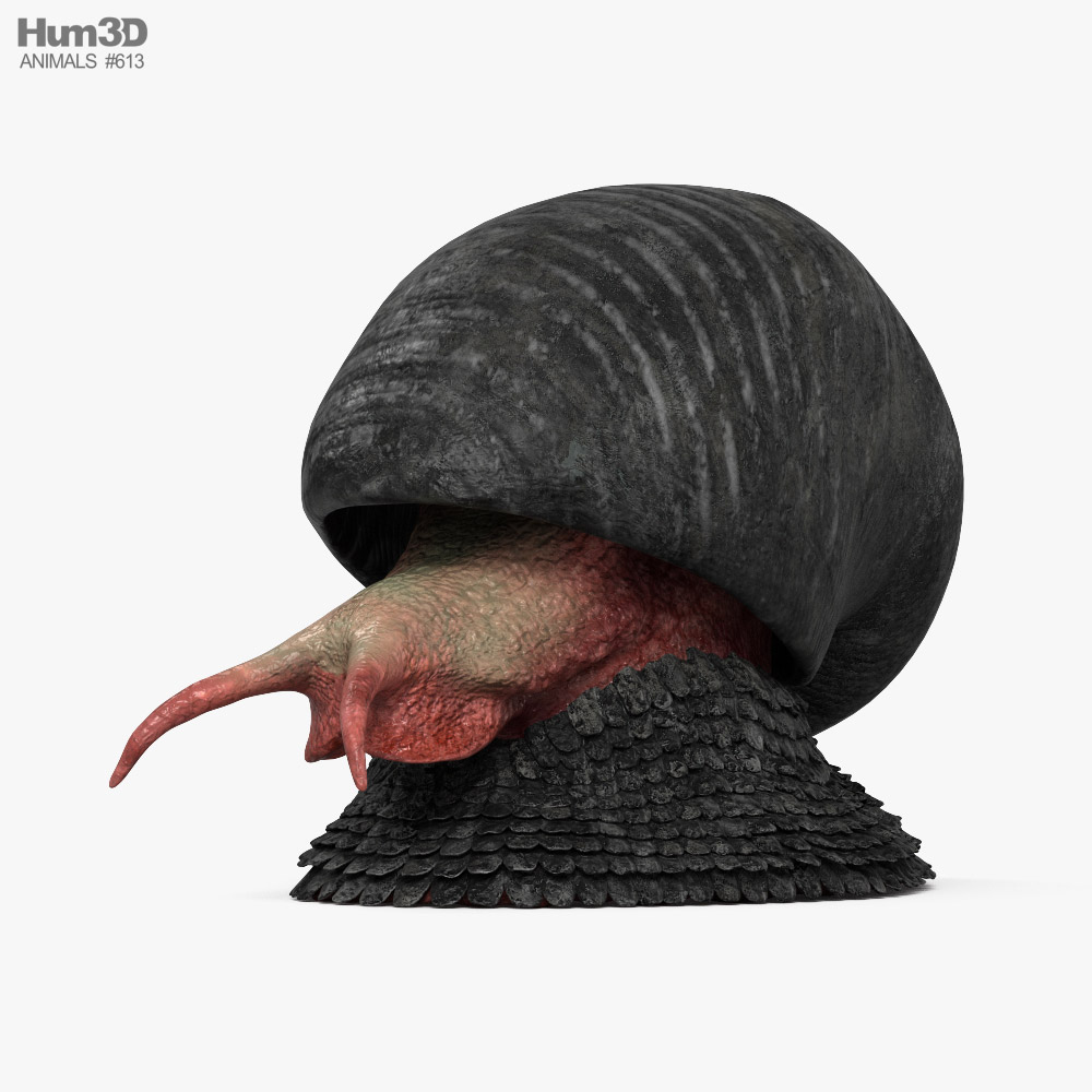 Scaly-Foot Gastropod 3D model - Download Gastropoda on 3DModels.org
