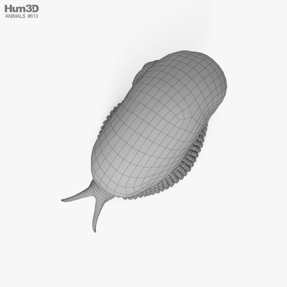 Scaly-Foot Gastropod 3D model - Download Gastropoda on 3DModels.org
