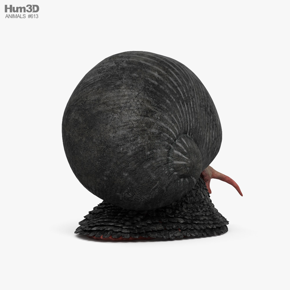 Scaly-Foot Gastropod 3D model - Download Gastropoda on 3DModels.org