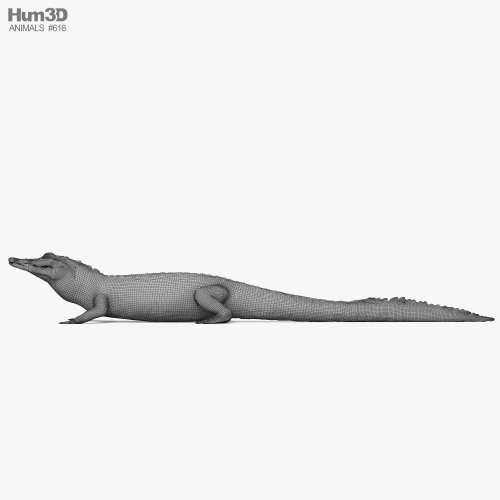 American Alligator 3D model - Download Reptile on 3DModels.org