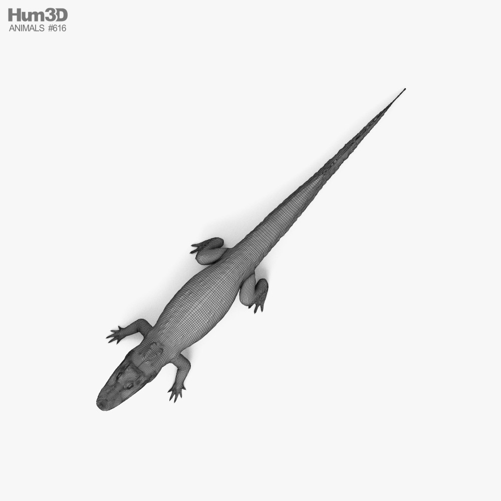 American Alligator 3D model - Download Reptile on 3DModels.org