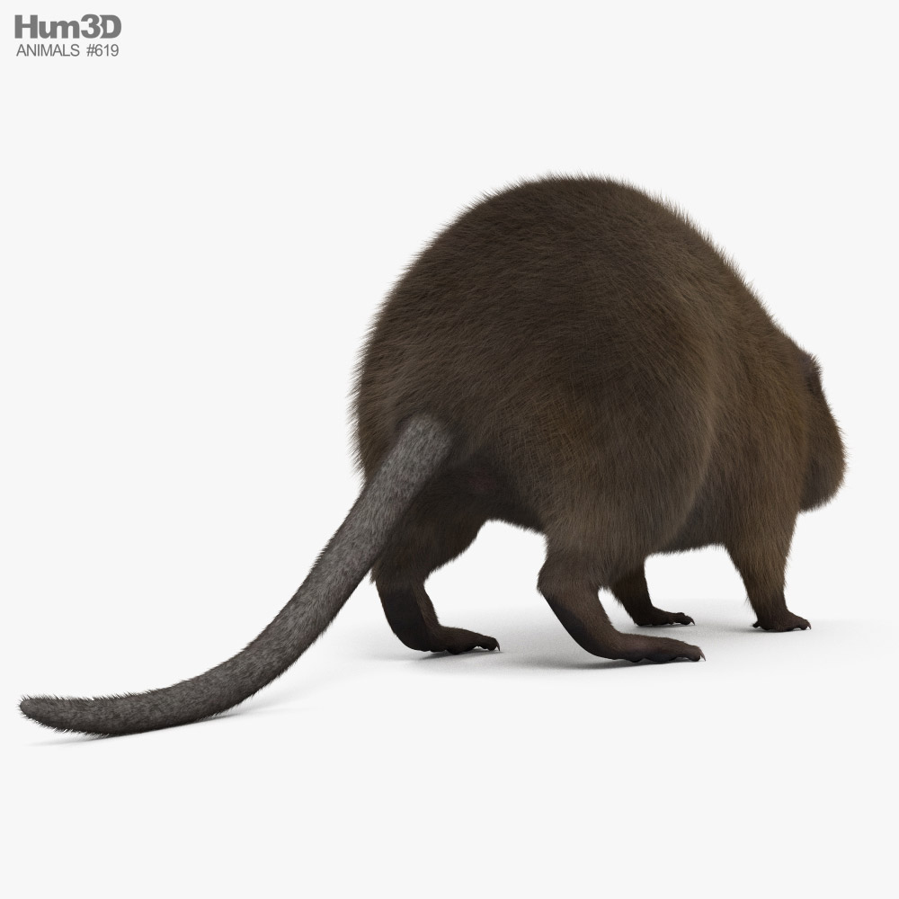 Muskrat 3D model - Download Mammals on 3DModels.org