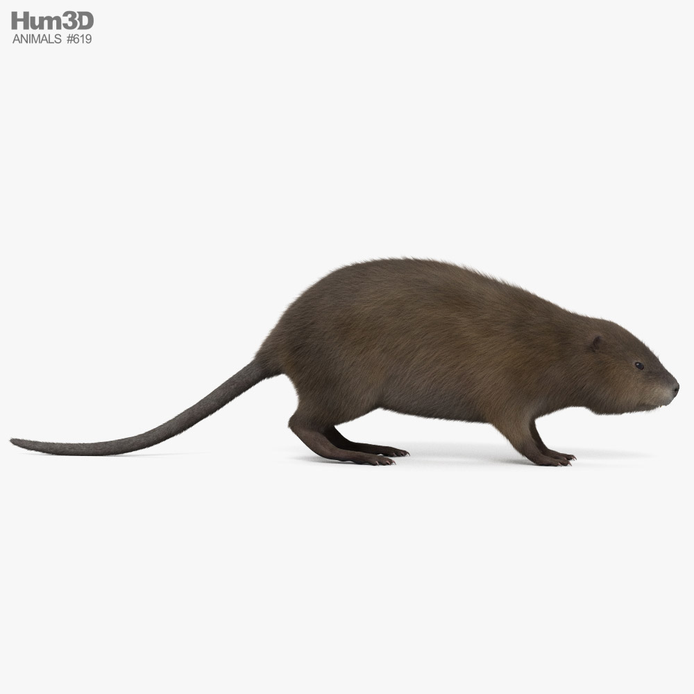 Muskrat 3D model - Download Mammals on 3DModels.org