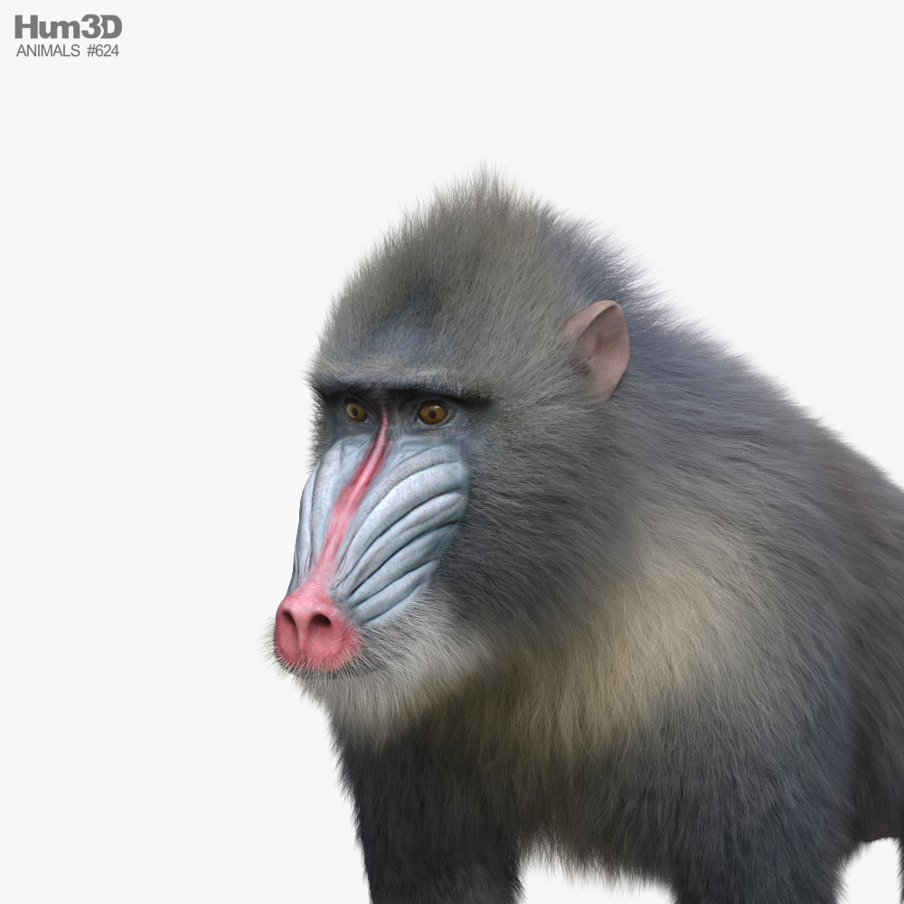 Mandrill 3D model - Download Mammals on 3DModels.org
