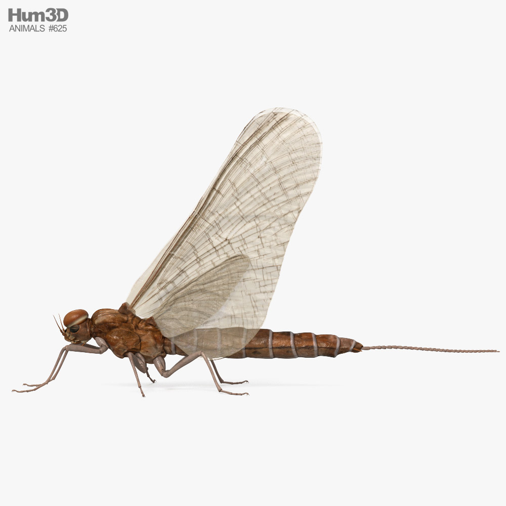 Mayfly 3D model - Download Insects on 3DModels.org