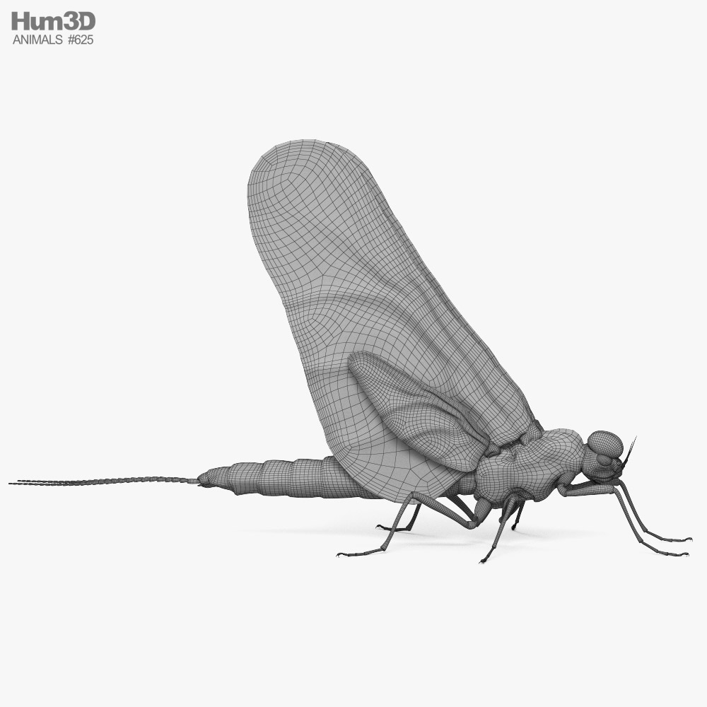 Mayfly 3D model - Download Insects on 3DModels.org