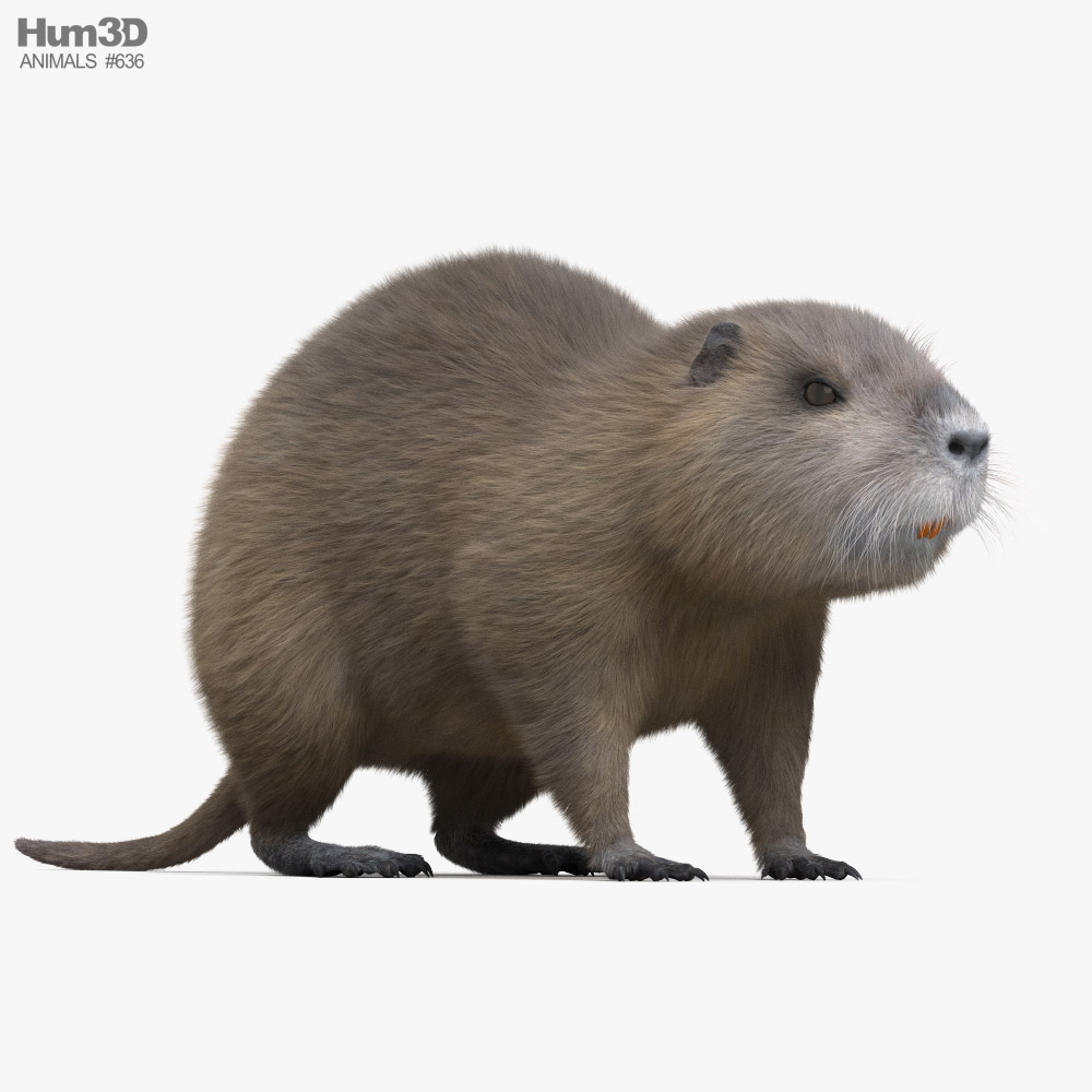 Nutria Coipo Modelo 3D - Descargar Mammalia activado 3DModels.org