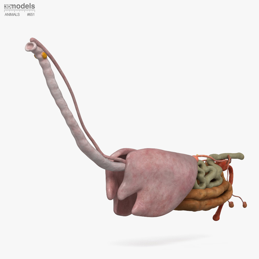 Horse Internal Organs 3D model - Download Mammals on 3DModels.org
