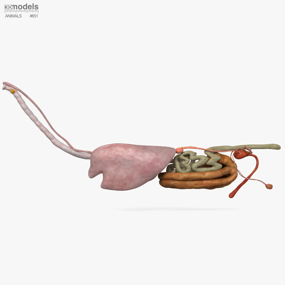 Horse Internal Organs 3D model - Download Mammals on 3DModels.org