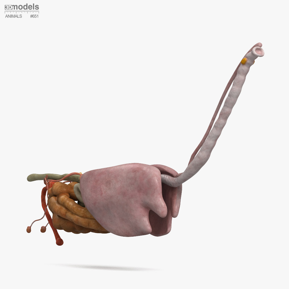 Horse Internal Organs 3D model - Download Mammals on 3DModels.org