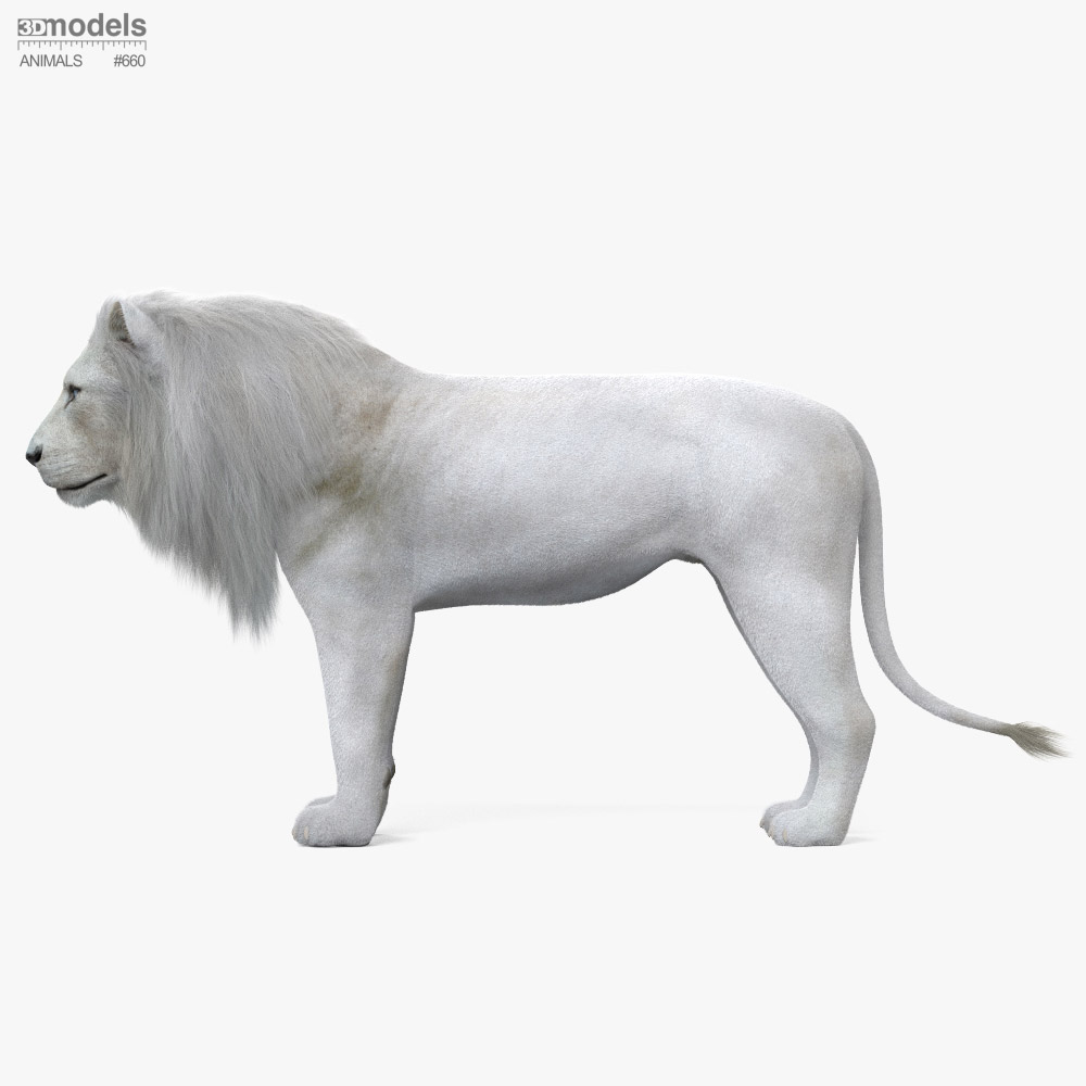 White Lion 3D model - Download Mammals on 3DModels.org