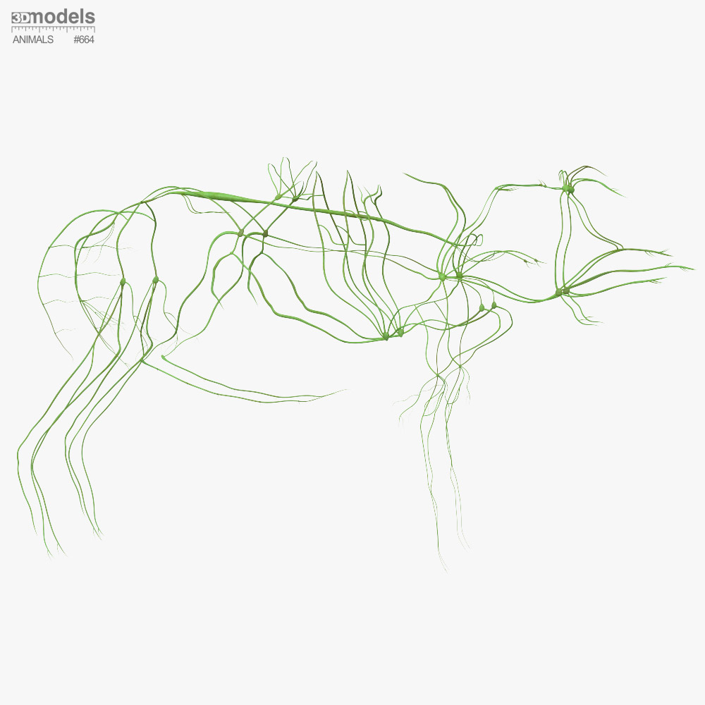 Pig Lymphatic System 3D模型 - 下载 哺乳动物 on 3DModels.org