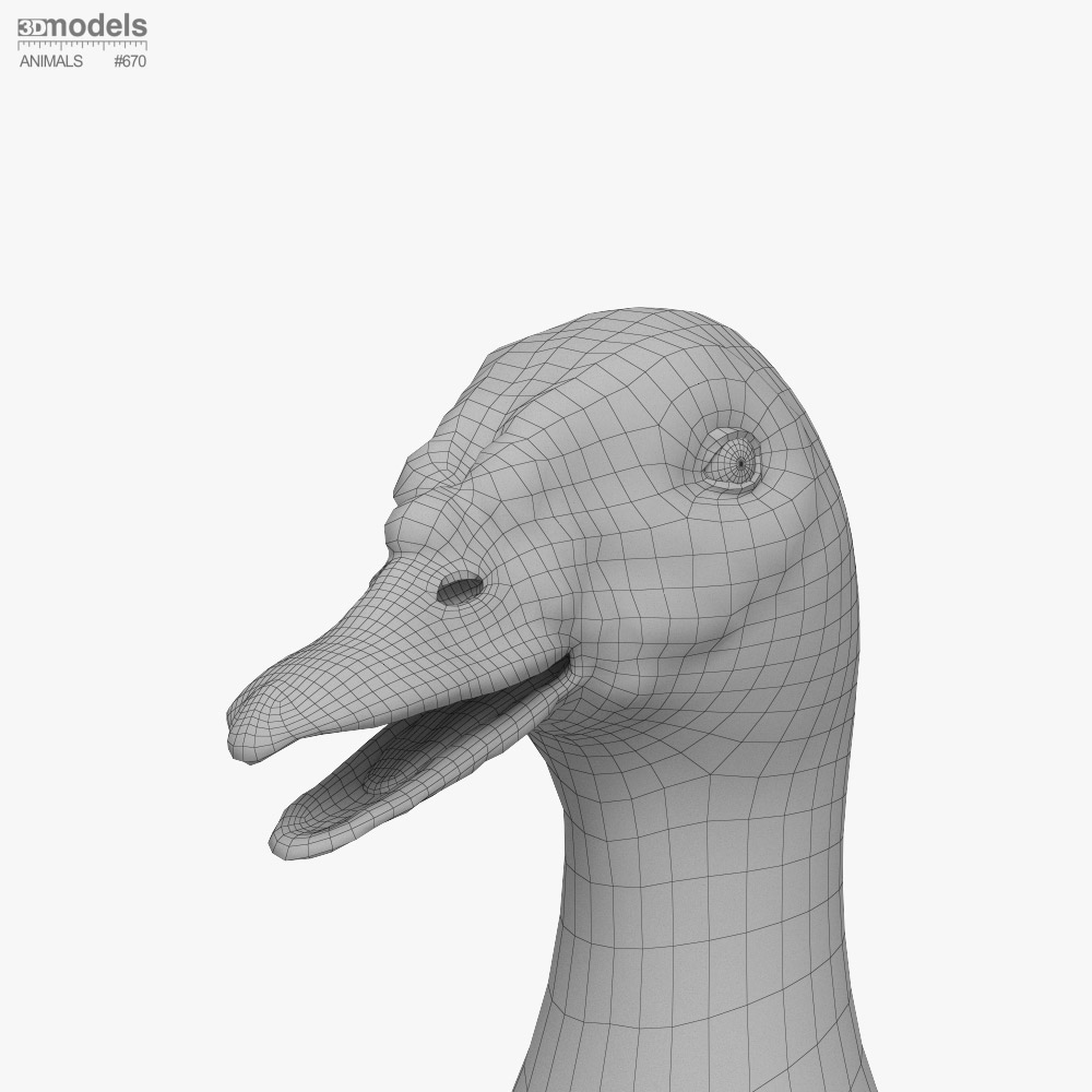 Domestic Muscovy Duck 3D model - Download Birds on 3DModels.org
