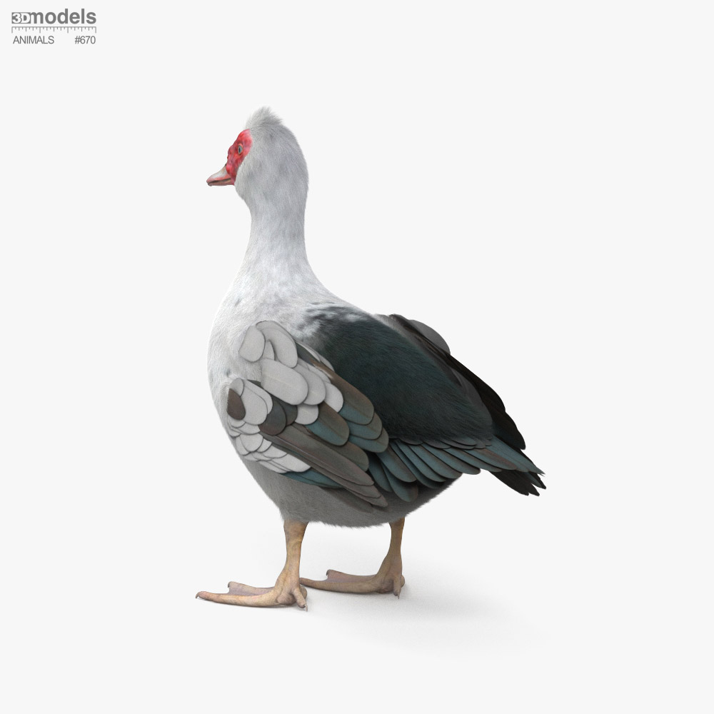 Domestic Muscovy Duck 3D model - Download Birds on 3DModels.org