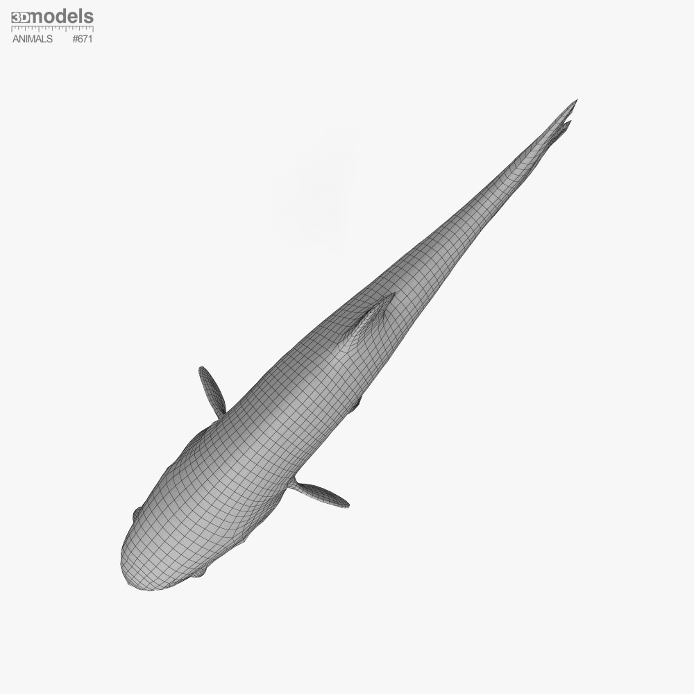 Bighead Carp 3D model - Download Fish on 3DModels.org