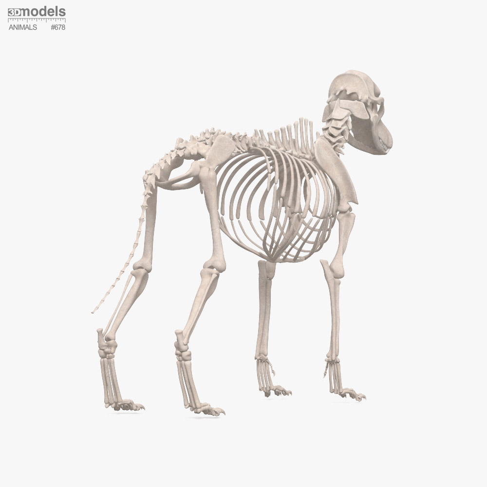 Esqueleto de Pastor Alemán Modelo 3D - Descargar Mammalia on 3DModels.org