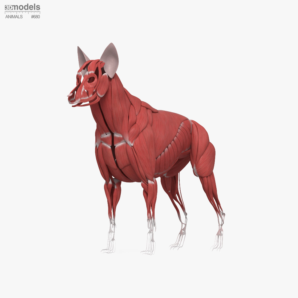 German Shepherd Dog Muscular System 3D model - Download Mammals on ...