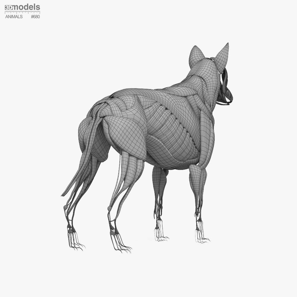 Мышечная Система Немецкой Овчарки 3D модель - Скачать Млекопитающие на ...