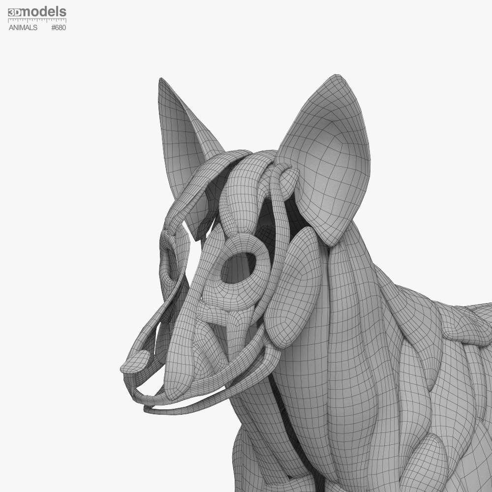German Shepherd Dog Muscular System 3D model - Download Mammals on ...