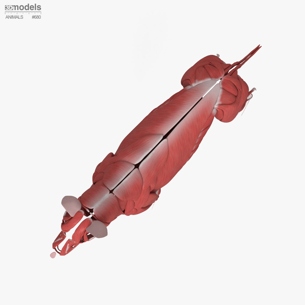 Sistema Muscular del Pastor Alemán Modelo 3D - Descargar Mammalia on ...