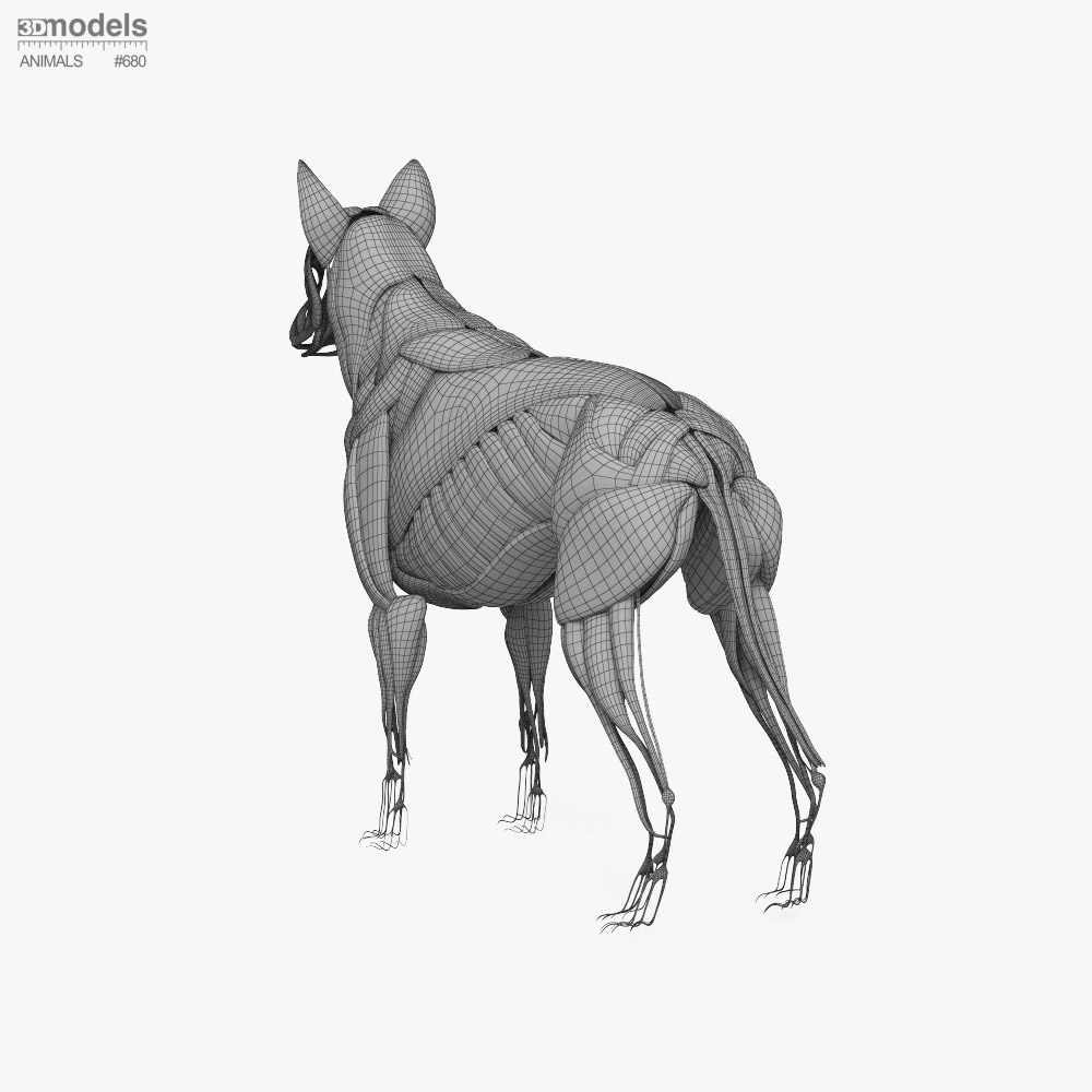 Sistema Muscular del Pastor Alemán Modelo 3D - Descargar Mammalia on ...