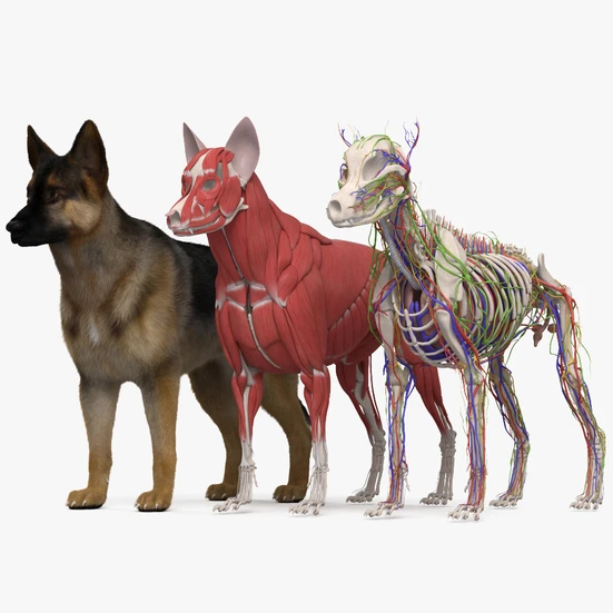 German shepherd dog anatomy 3Dモデル ダウンロード - 3DModels.org