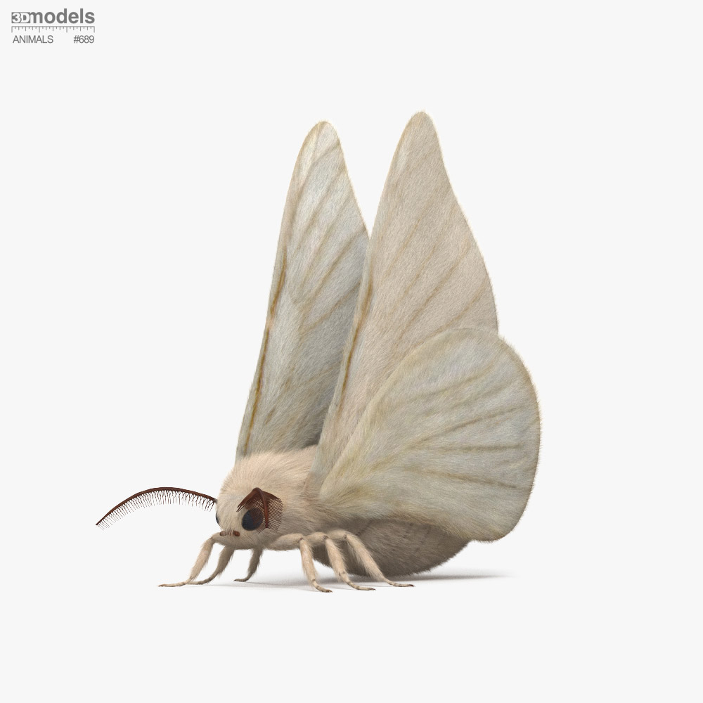 Gusano de Seda Modelo 3D - Descargar Insectos on 3DModels.org