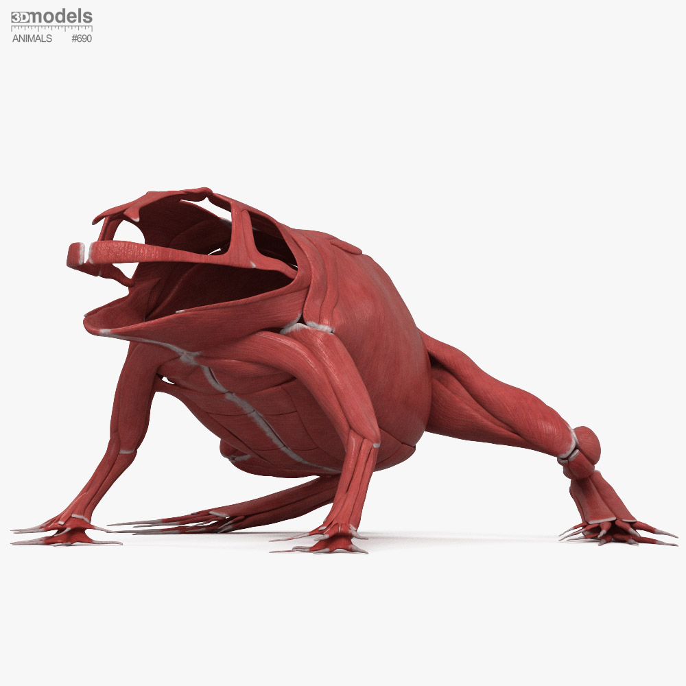 Frog Muscular System
