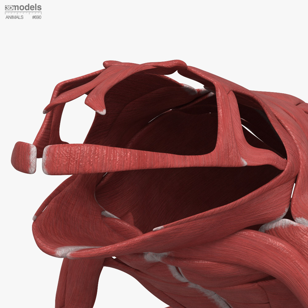 Frog Muscular System 3D model - Download Amphibians on 3DModels.org