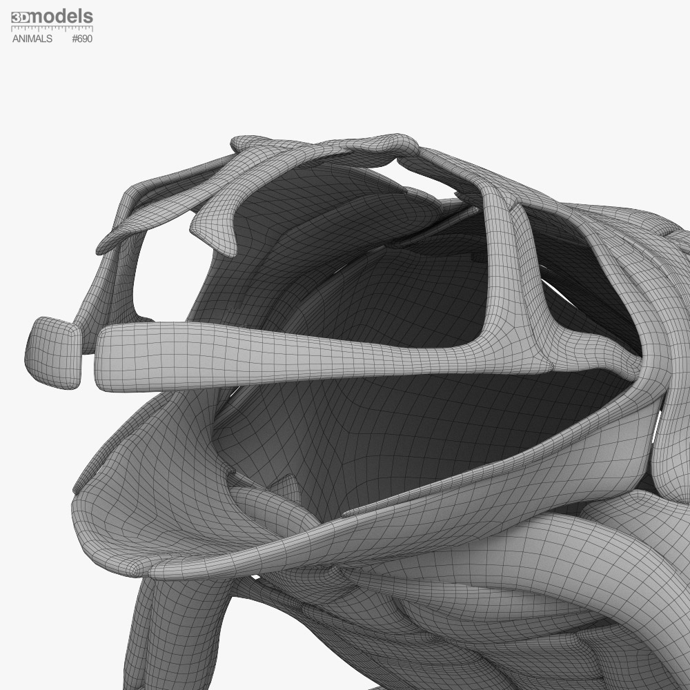 Frog Muscular System 3D model - Download Amphibians on 3DModels.org
