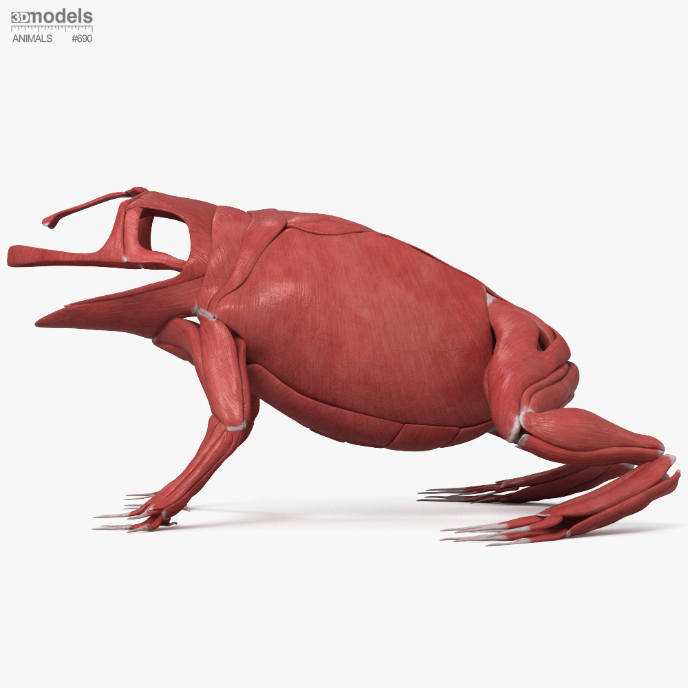 Frog Muscular System 3D model - Download Amphibians on 3DModels.org