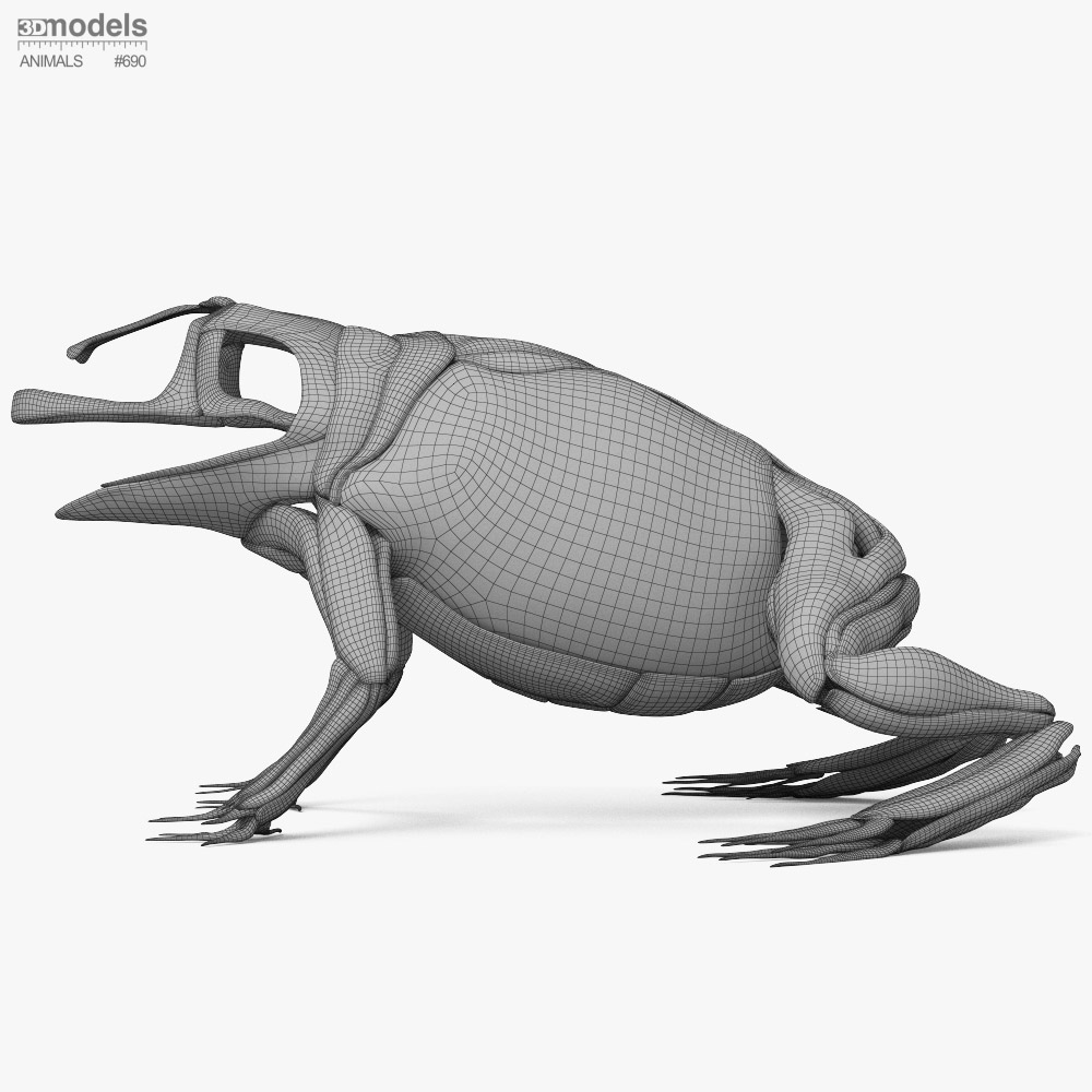 Frog Muscular System 3D model - Download Amphibians on 3DModels.org