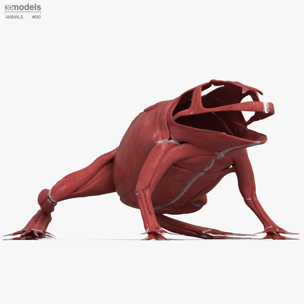 Frog Muscular System 3D model - Download Amphibians on 3DModels.org
