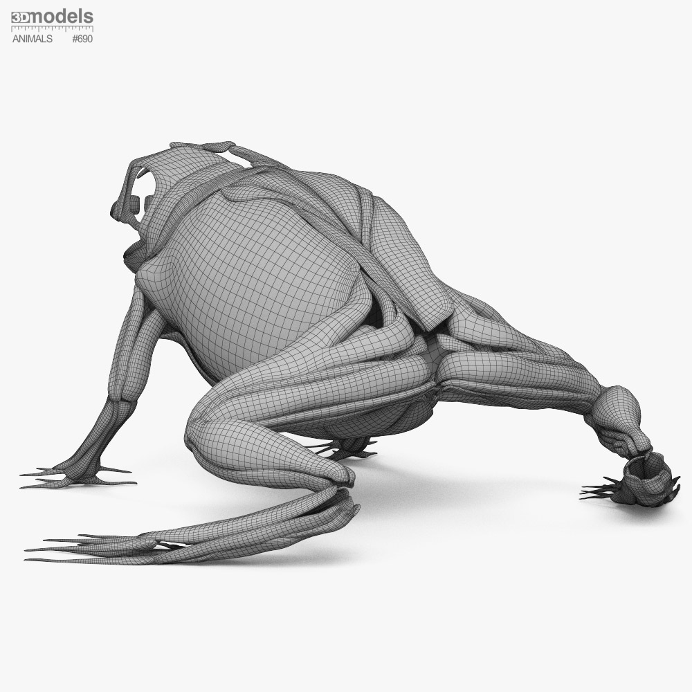 Frog Muscular System 3D model - Download Amphibians on 3DModels.org