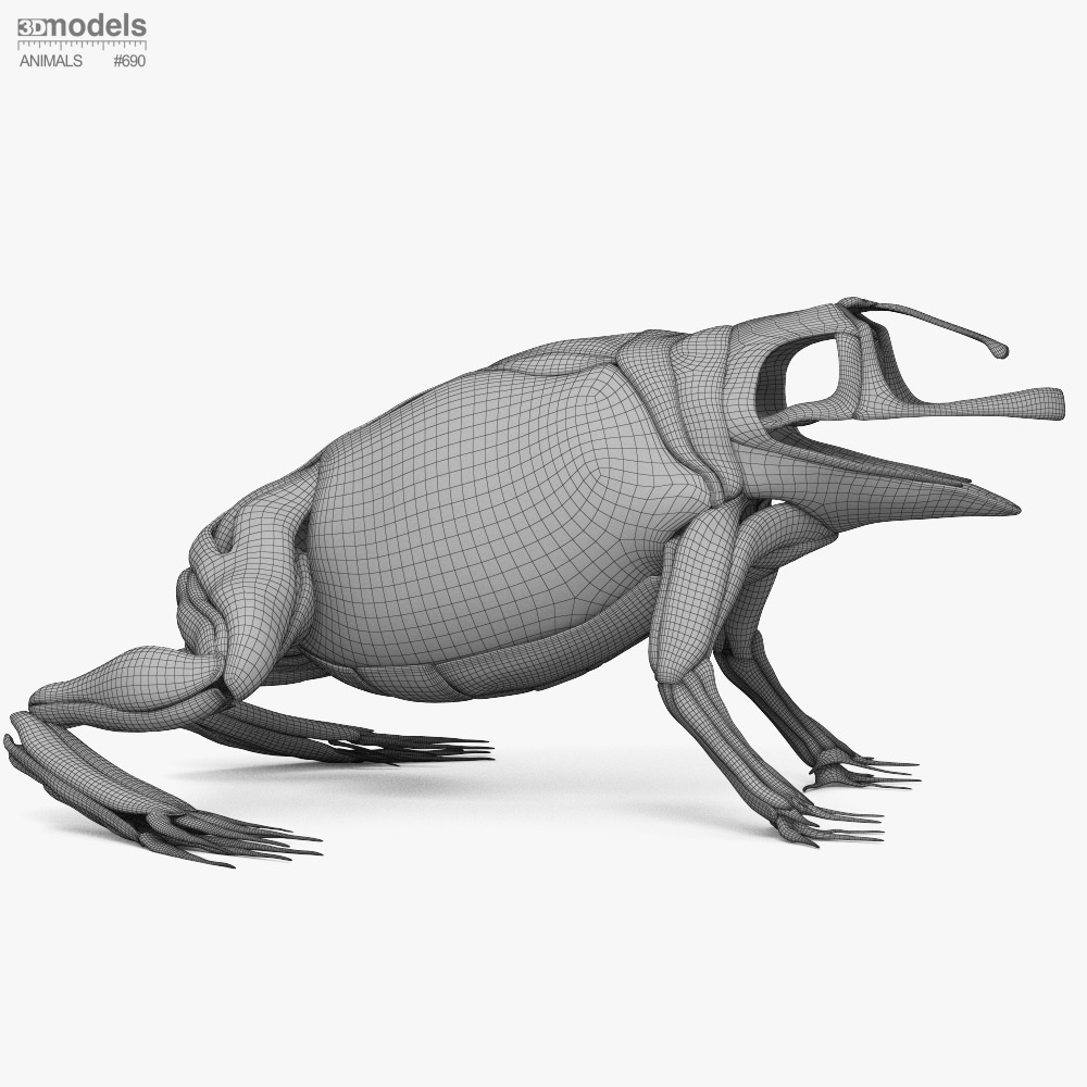 Frog Muscular System 3D model - Download Amphibians on 3DModels.org