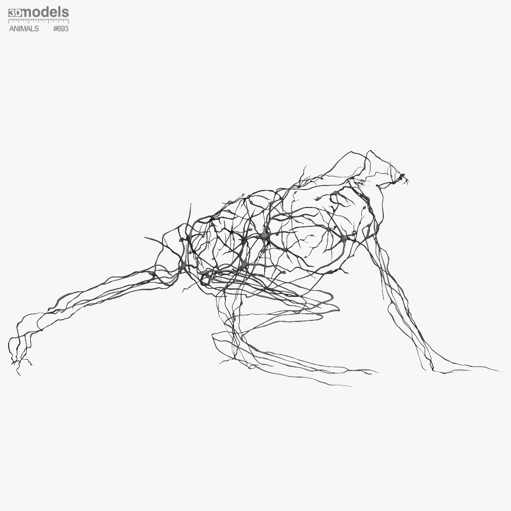 Frog Lymphatic System 3D 모델 - 다운로드 양서류 on 3DModels.org