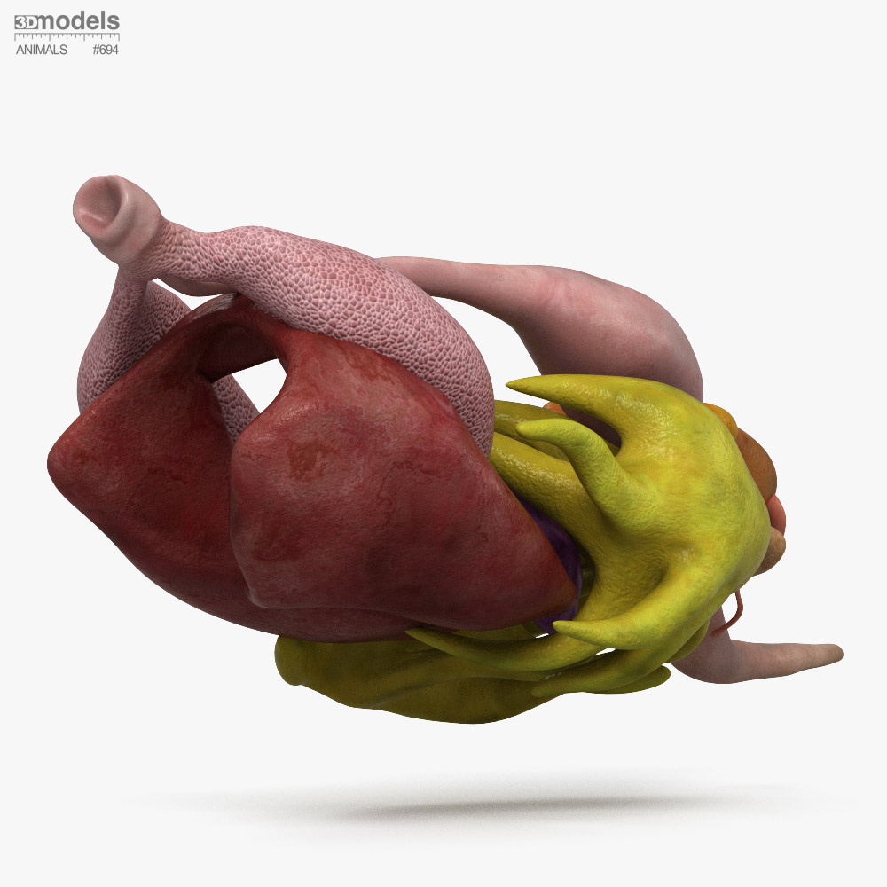 Frog Internal Organs 3D model - Download Amphibians on 3DModels.org