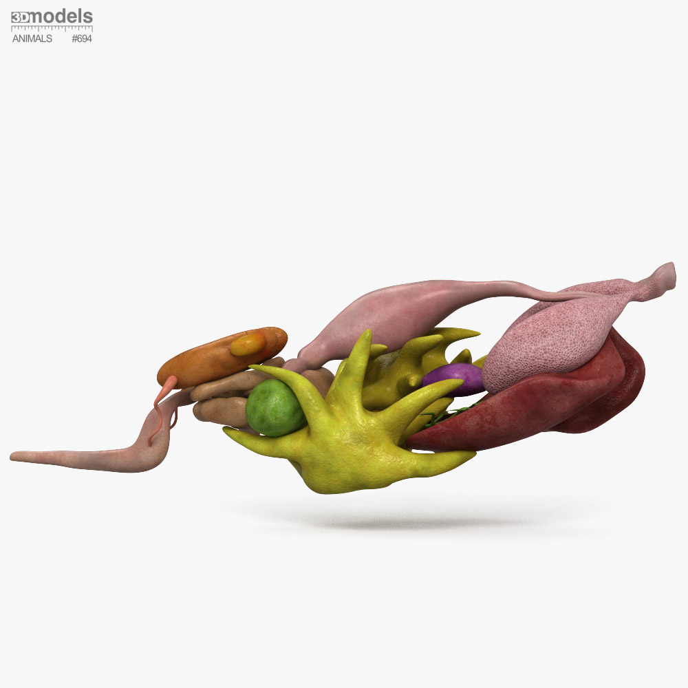 Frog Internal Organs 3D model - Download Amphibians on 3DModels.org