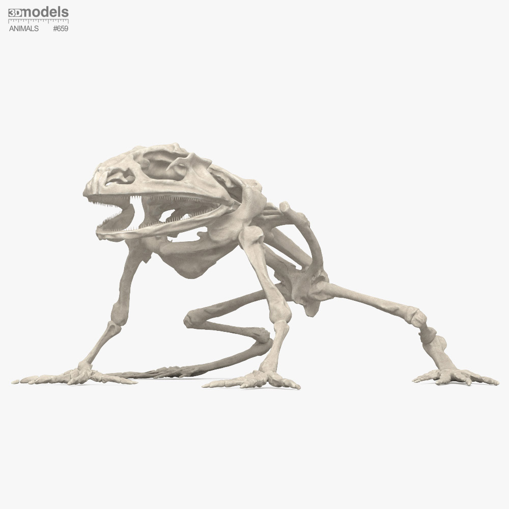 Complete Frog Anatomy 3D model - Download Amphibians on 3DModels.org