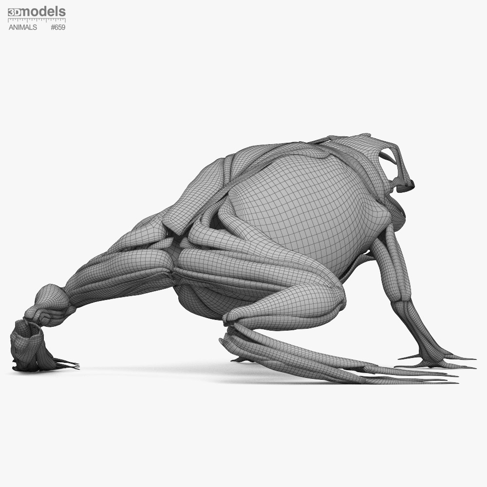 Complete Frog Anatomy 3D model - Download Amphibians on 3DModels.org