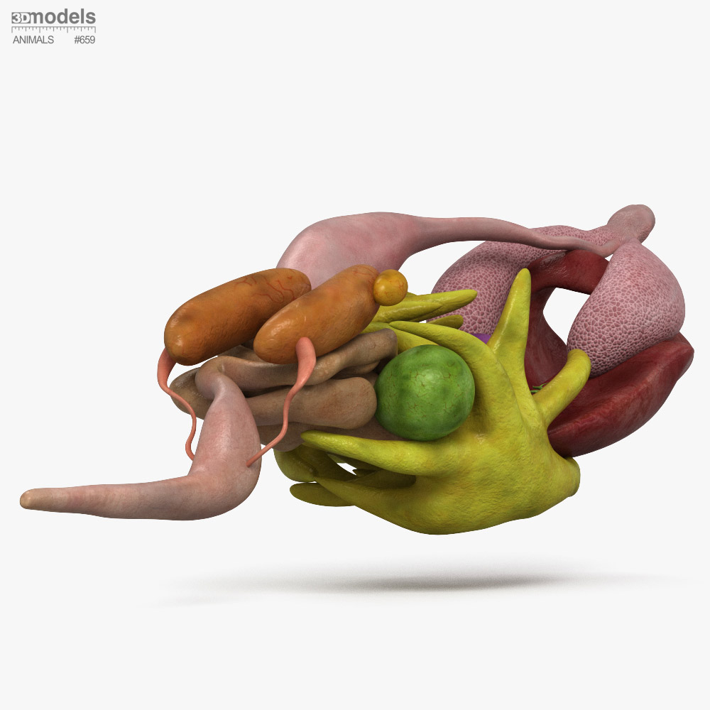 Complete Frog Anatomy 3D model - Download Amphibians on 3DModels.org